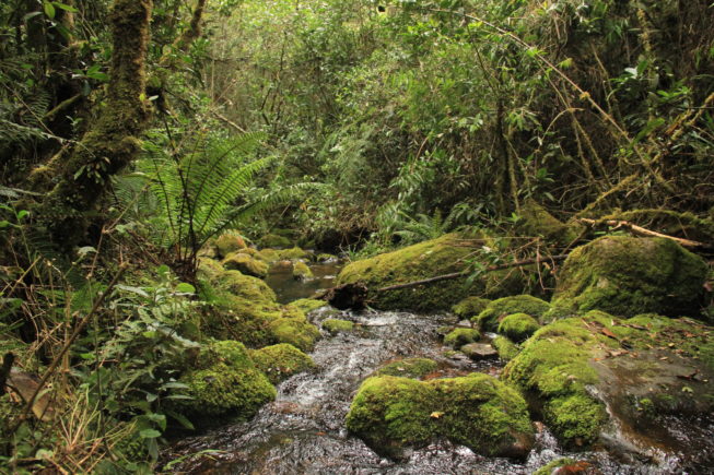 Región Andina - Parques Nacionales Naturales de Colombia