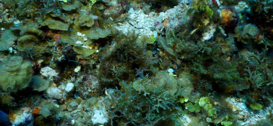 Explorando el Parque Nacional Natural Corales de Profundidad - Parques ...