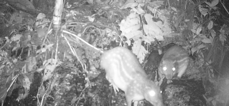 Guagua (Cuniculus Paca) - Parques Nacionales Naturales de Colombia