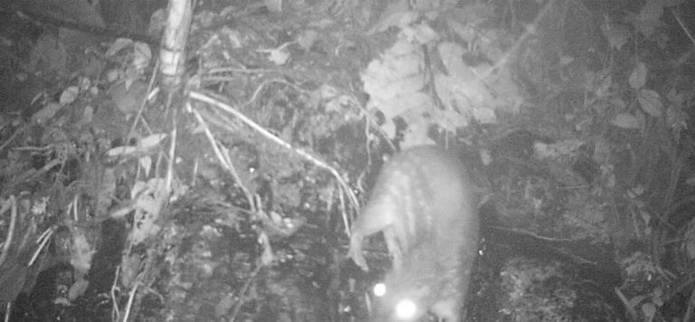 Guagua (Cuniculus Paca) - Parques Nacionales Naturales de Colombia