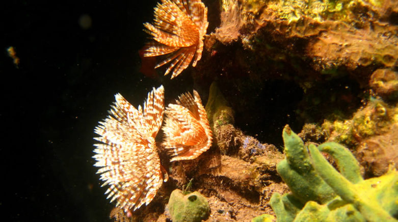 Corales del Rosario y de San Bernardo National Natural Park - Parques ...