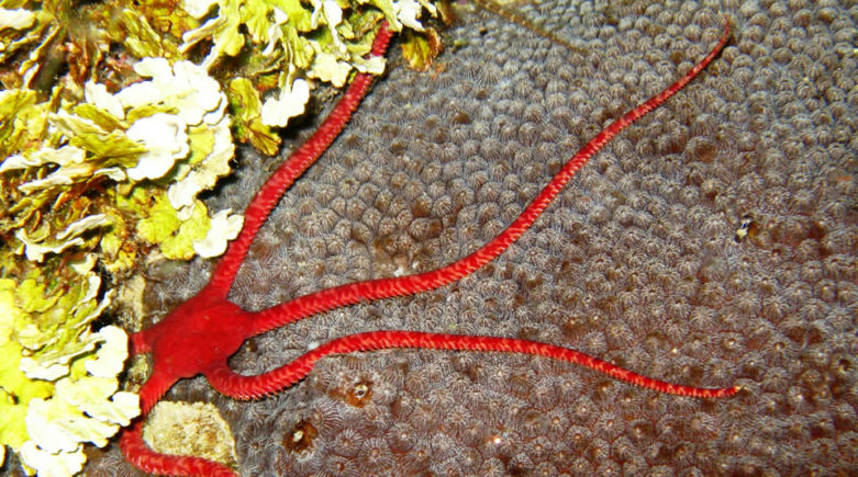 Corales del Rosario y de San Bernardo National Natural Park - Parques ...