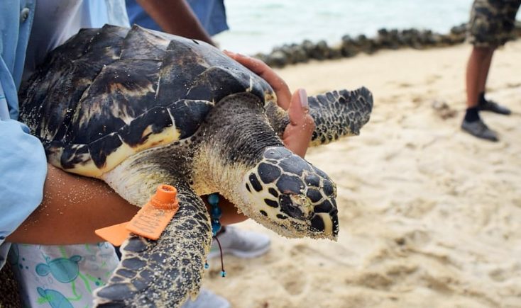 Parques Nacionales Naturales lideró liberación de tortugas Carey en ...