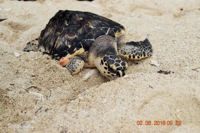 Parques Nacionales Naturales lideró liberación de tortugas Carey en ...