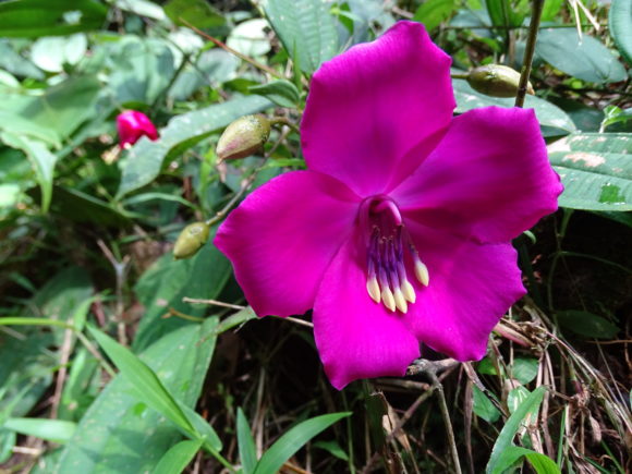 Meriania selvaflorensis