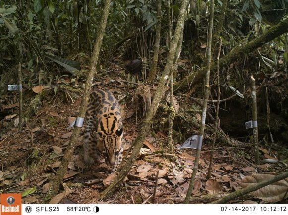 Ocelote, Tigrillo lanchero