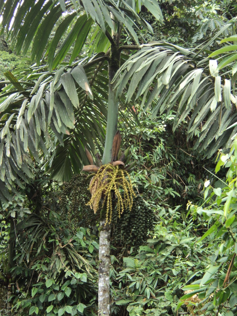 Palma Macana