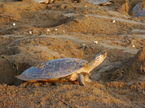 Esta semana celebramos el tercer Festival de la Tortuga Charapa 2018 en ...