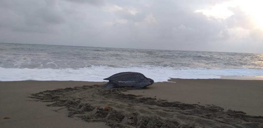 Santuario de Fauna Acandí, Playón y Playona - Parques Nacionales ...