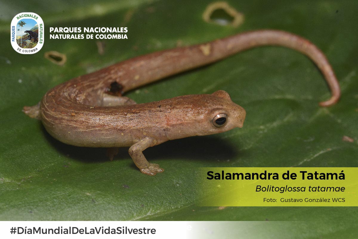 Día Mundial de la Vida Silvestre - Parques Nacionales Naturales de Colombia