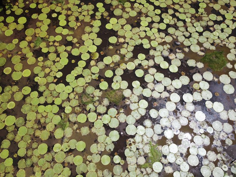 El Parque Nacional Natural Amacayacu en el Amazonas abre gradualmente a ...